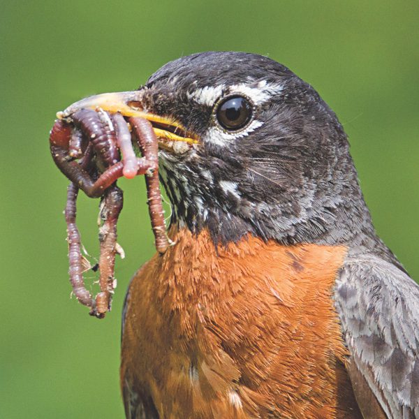Give Robins a Fair Hearing - Ann Arbor Observer