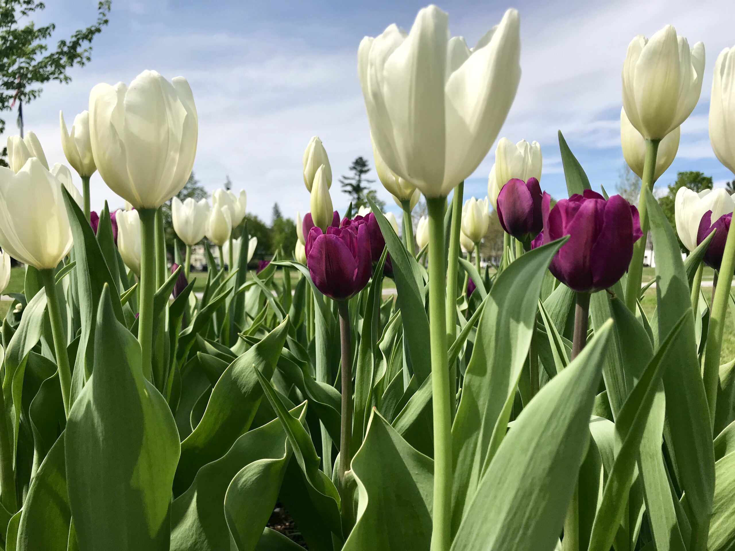 In a State - Ann Arbor Observer